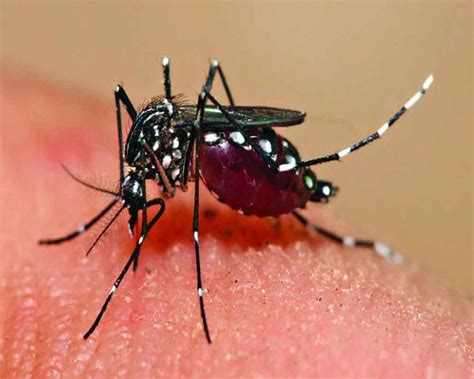 Dengue Cases In Cordillera Down By 59 This Year But With 7 Deaths