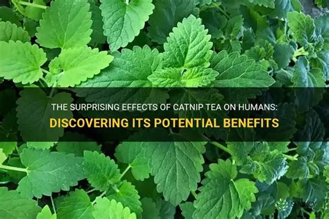 The Surprising Effects Of Catnip Tea On Humans Discovering Its Potential Benefits ShunCy