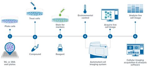 What Is Live Cell Imaging Real Time Cellular Analysis