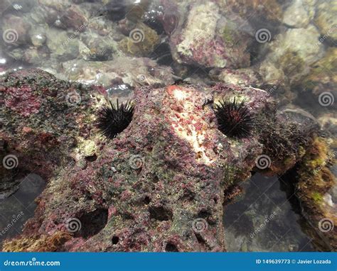 Echinoids Commonly Known As Sea Urchins Are A Class Of The Echinoderm Edge Stock Image