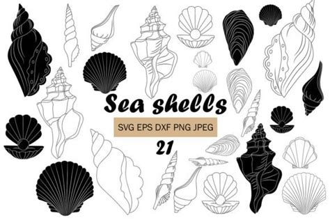 Seashell Illustration Vector