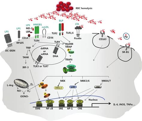 A Perspective On The Role Of Extracellular Hemoglobin On The Innate Immune System Pmc