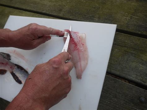 How To Fillet A Fish
