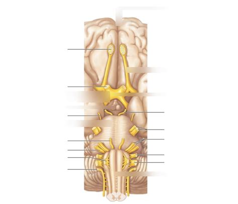 Cranial Nerves Diagram Quizlet