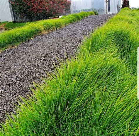Korean No Mow Grass Pots Zoysia Tenuifolia Free Delivery