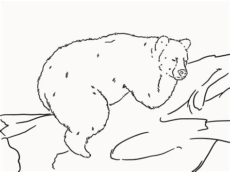 Can People Hibernate Work Over Easy