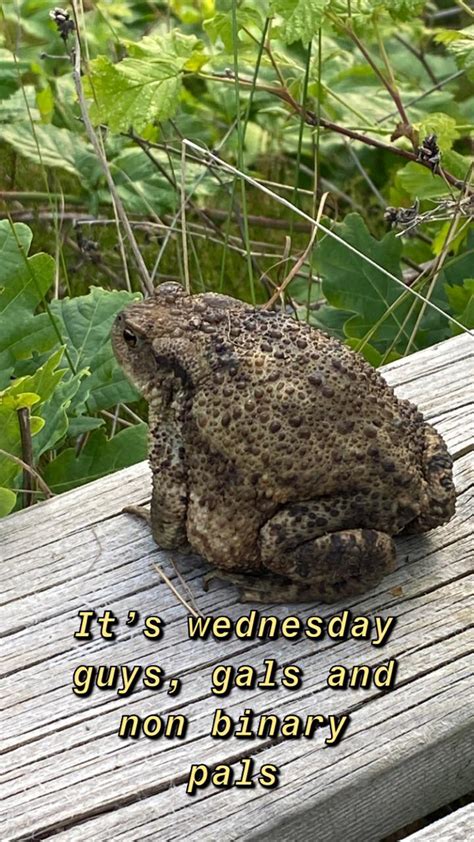 The Toad That Visited Me He Wishes You A Happy Wednesday R Teenagers