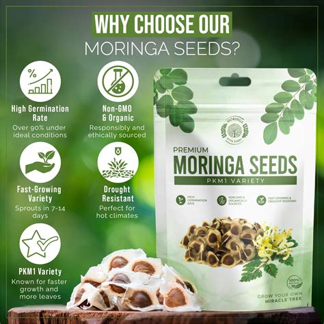 Buy Moringa Seeds Pkm1 For Natural Wellness And Planting Growing