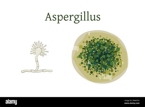 Aspergillus Mold Vector Illustration Isolated On White Background Stock