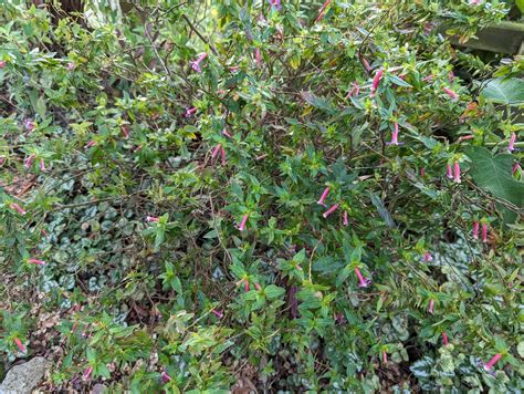 Cuphea Starfire Herons Head Nursery