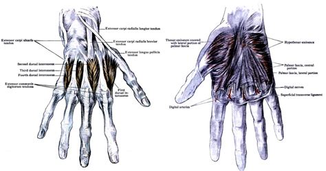 Diagrams Of The Hand Karens Whimsy