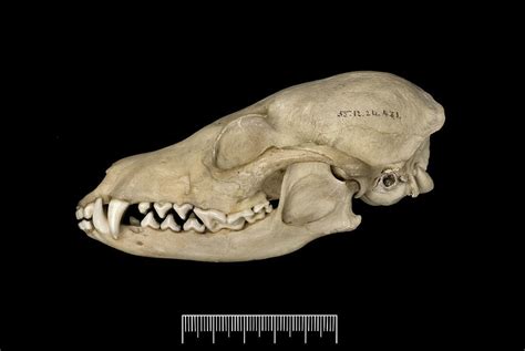 Falkland Islands Fox Skull Photograph By Natural History Museum London