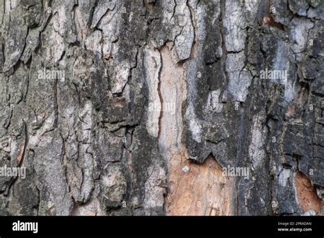 Tree Bark With Fine Natural Structures And Patina Of Rough Tree Bark As Natural And Ecological