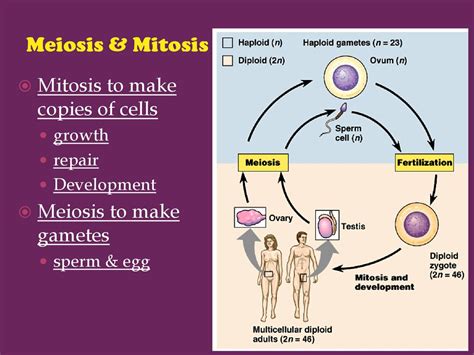 Meiosis And Sexual Reproduction Ppt Download
