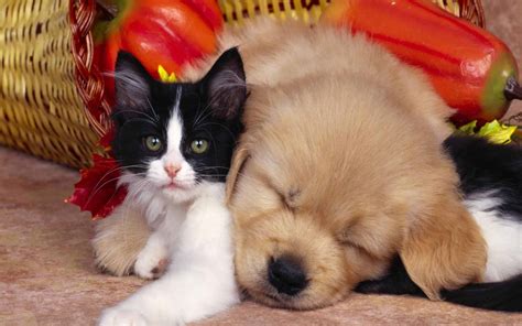 Cute Animal Backgrounds Hd Pixelstalk