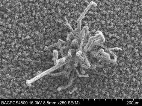 一种纳米氧化锌的制备方法及所制备的纳米氧化锌及其用途与流程