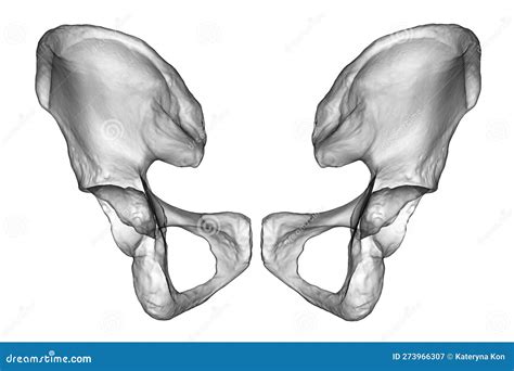 Anatomy Of The Coxal Bones Showcasing Their Intricate Details And Features 3d Illustration