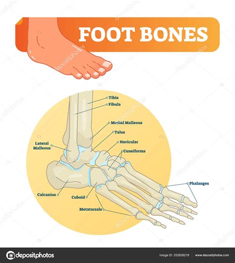 Osso Da Tibia E Da Fibula Rotulado Osteología Bovina Anatomía