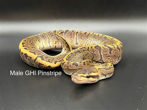 Ghi Pinstripe Ball Python By Parsons Pythons Morphmarket
