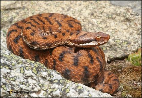 La Vipere Aspic Et Ses Trois Sous Especes Le Blog De Vipère Passion
