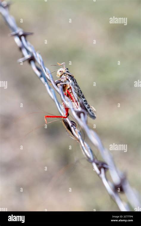 Red Shanked Grasshopper Xanthippus Corallipes Impaled On Barbed Wire