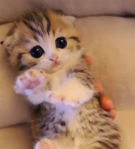 Cat Tiktok  Cat Tiktok Cute Discover Share S Artofit