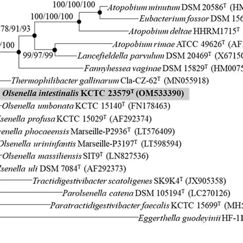 Minimum Evolution Tree Based On 16s Rrna Gene Sequences Showing The