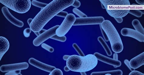 Unknown Bacteria Identification