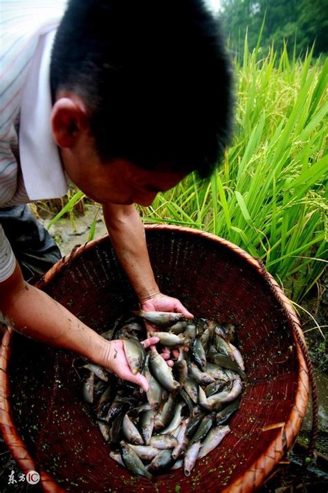 魚菜共生最早的模式 魚稻共生，稻田裏養禾花鯉魚，肉質肥美 每日頭條
