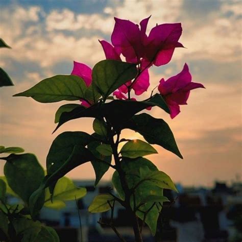 Shubham Chaubey Shubham9955977 Snapchat Stories Spotlight And Lenses