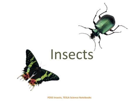 PPT Insects PowerPoint Presentation Free Download ID 2741425