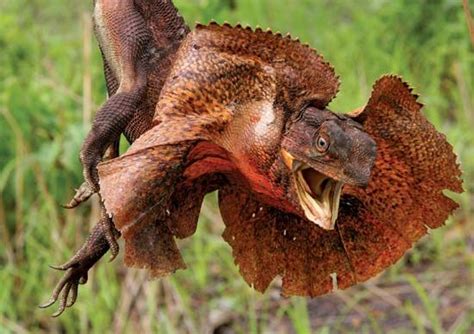 Frilled Lizard Description Habitat And Facts Britannica