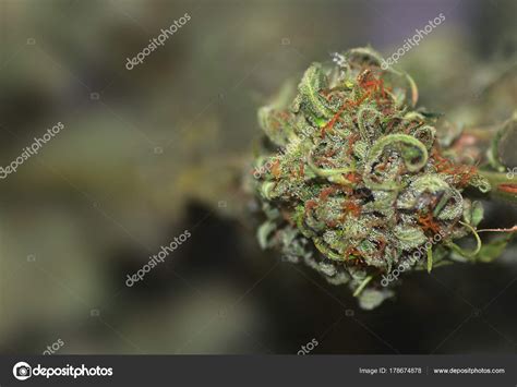 What Are Weed Nuggets At Randy Thiessen Blog