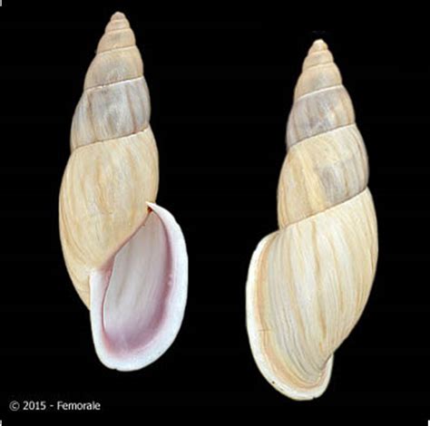 Drymaeus Fusoides A Dorbigny 1835 Conquiliologistas Do Brasil