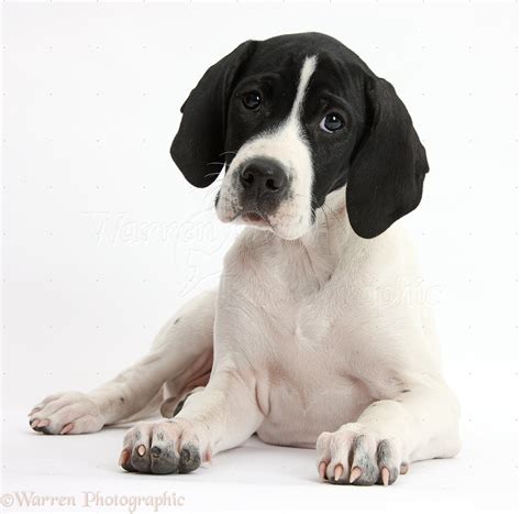 English Pointer Puppy