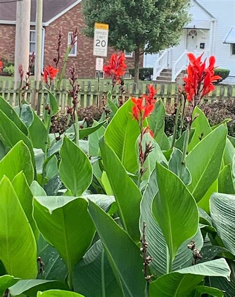 3 Red Canna Lily Indian Canna Indica Shot Bulbs Root Etsy