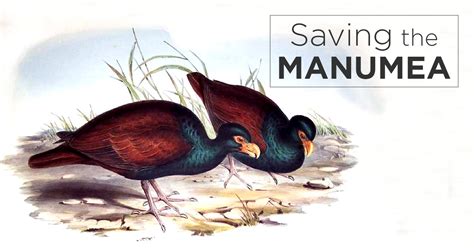 Island Conservation Saving The Manumea Samoas National Bird Island