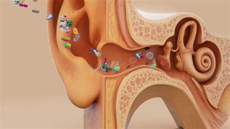 3d Animation Of Bacteria Infecting The Human Ear Stock Footage Video