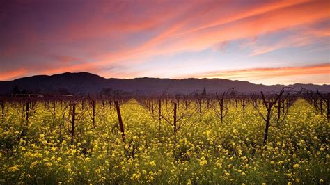 Napa Valley Wallpapers Wallpaper Cave