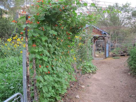 Scarlet Runner Beans On Arched Trellis