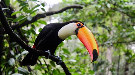 Toco Toucan Guide Facts Habitat And Behavior Explained