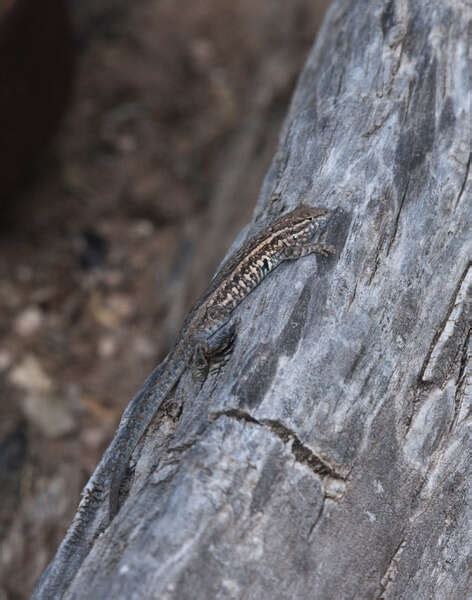 Reptiles Encyclopedia Of Life
