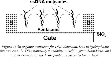 Figure 1 From Label Free Low Cost Disposable Dna Hybridization