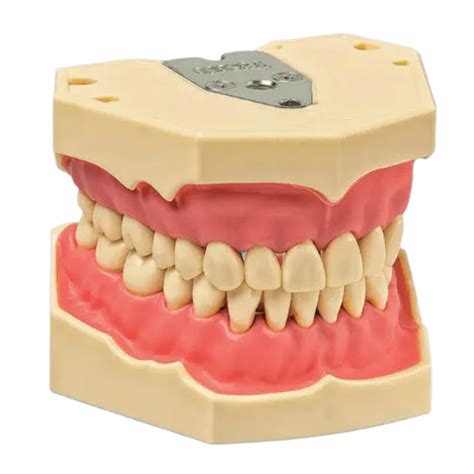 Original Jaw Set Dr Sheraz Dental