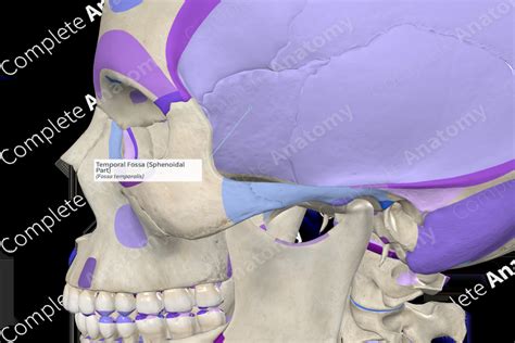 Temporal Fossa Sphenoidal Part Complete Anatomy
