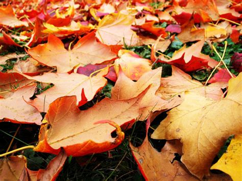 შემოდგომა სურათები