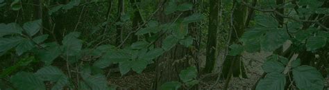 TREE PRESERVATION ORDERS GRS Trees