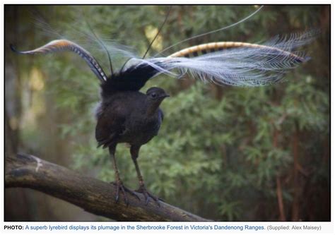 Male Lyrebird Master Of Mimicry