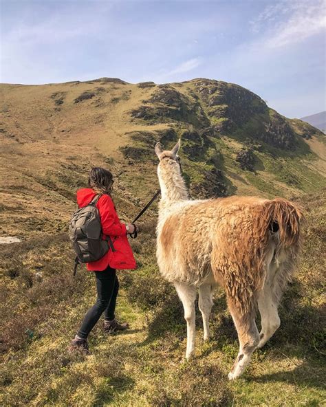 Llama Trekking In The Lake District Hello Freckles
