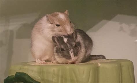 Gerbils
